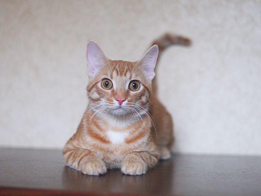 Котик в поисках дома