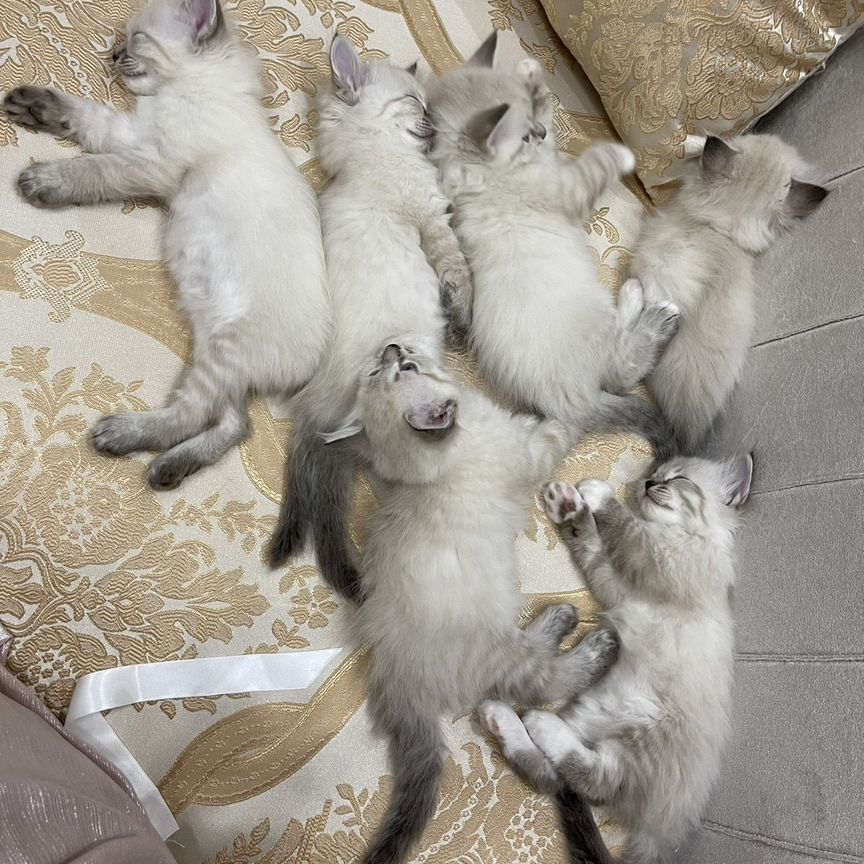 Невские маскарадные котята