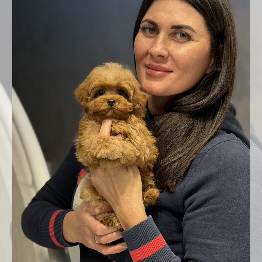 Мальтипу, щенок