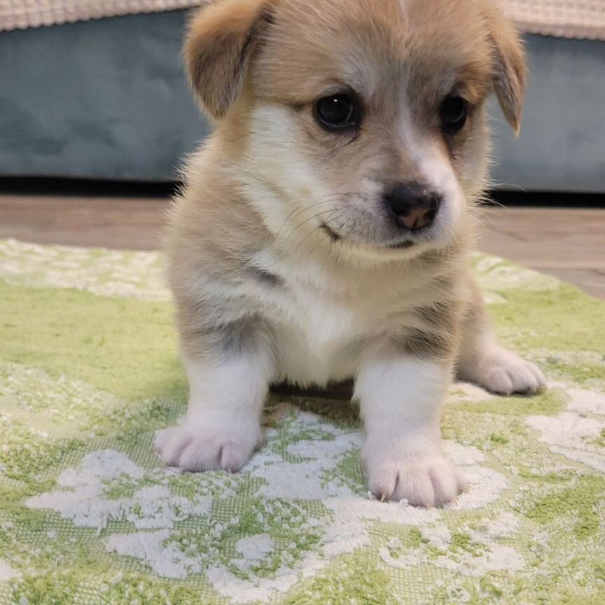 Щенки вельш-корги пемброк, Воронеж
