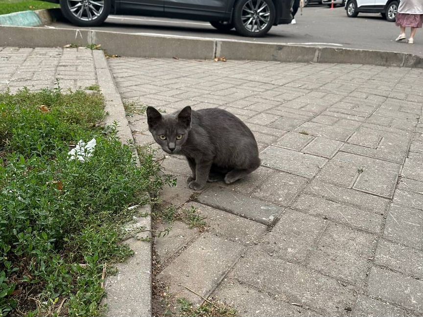 Три дня котёнок сидит на улице под машинами