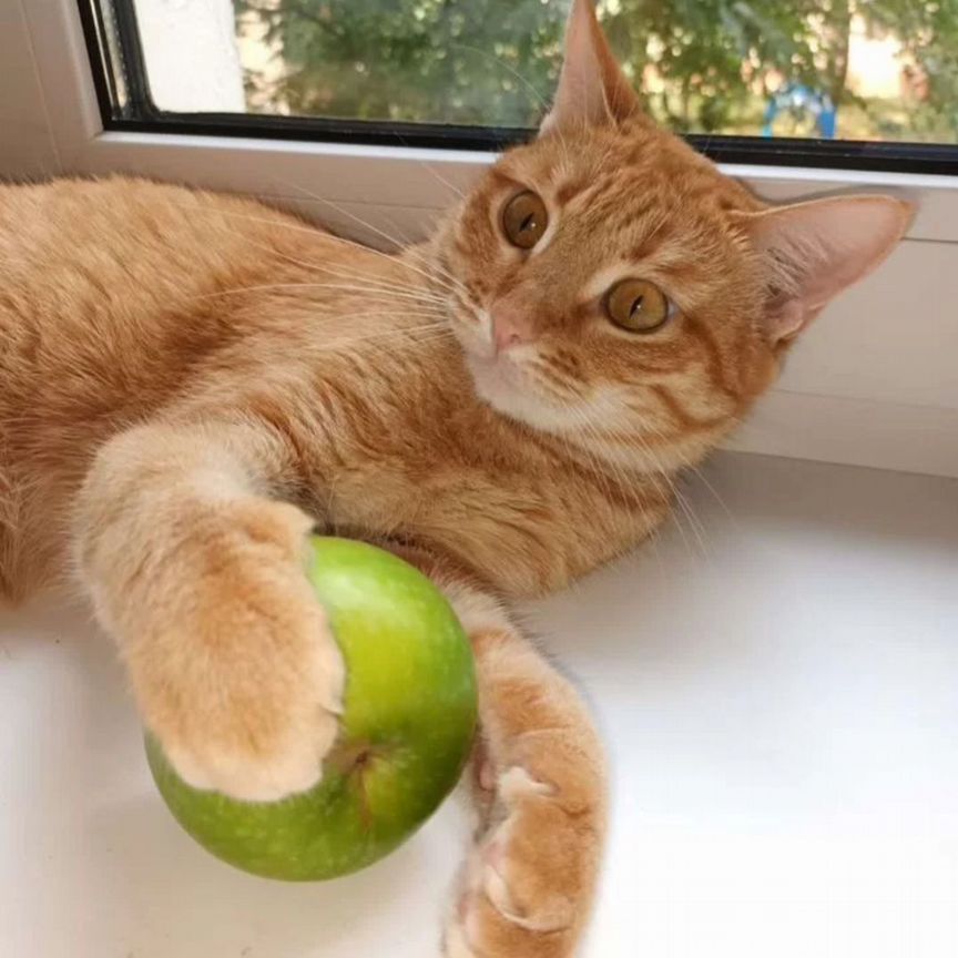 Кошка рыжая