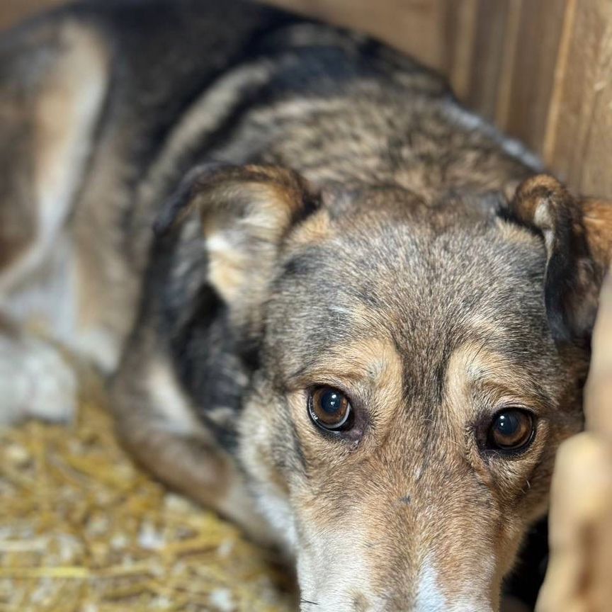 Маня в добрые руки