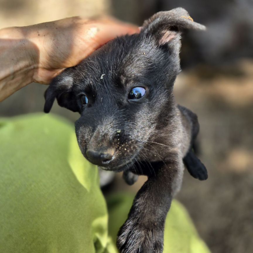Щенок в добрые руки