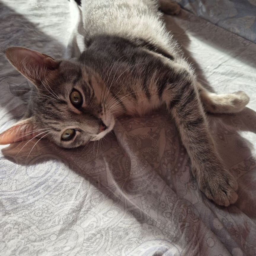 Спасите котенка