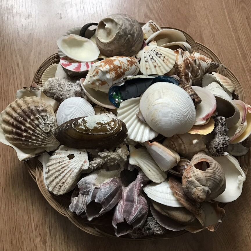 Ракушки морские