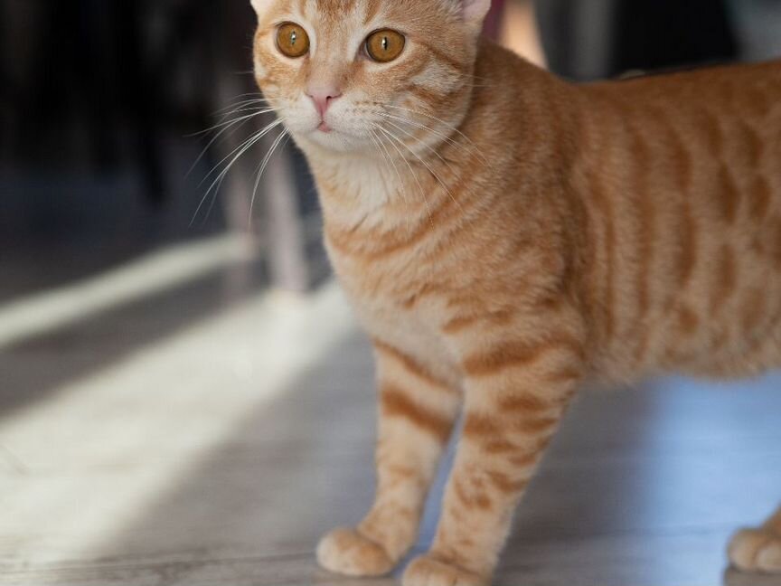 Кот симпотяга в добрые руки