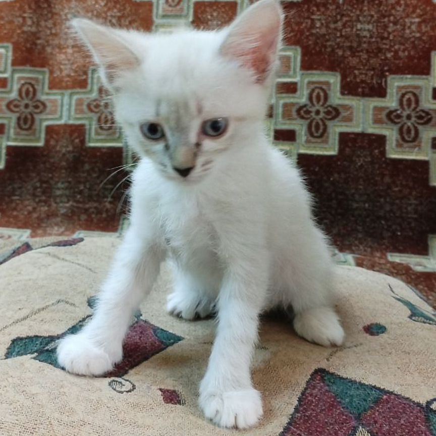 Тайский котёнок