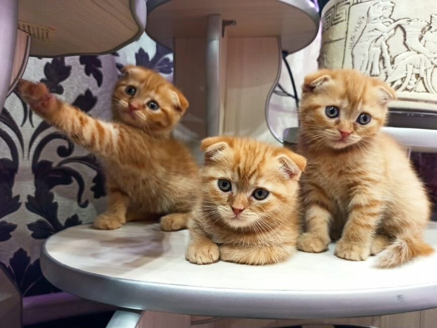 Шотландские вислоухие котята