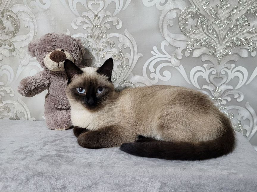 Сиамская кошечка бесплатно