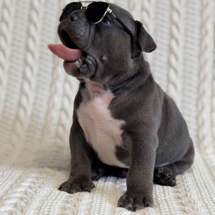 Американский булли, щенок