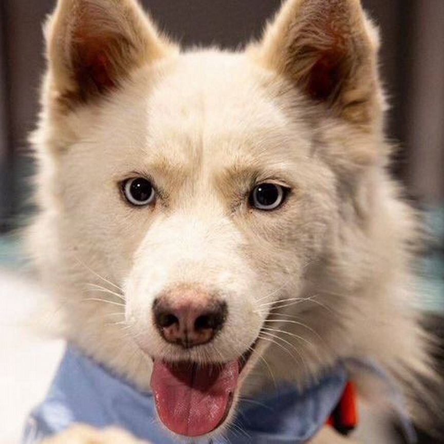 Скай ищет дом