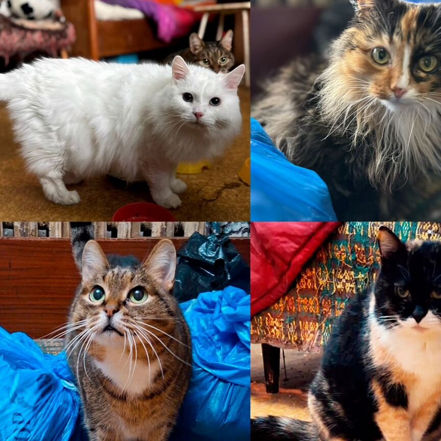 Взрослый кот в добрые руки