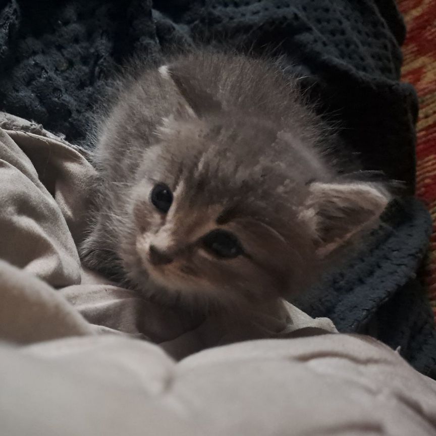 Котята в добрые руки бесплатно