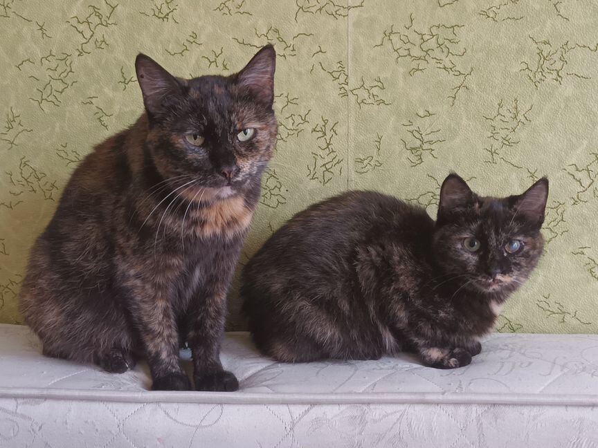 Кошечки в добрые руки