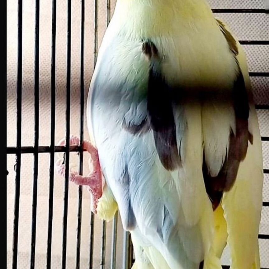 Попугай корелла самка 10 месяцев