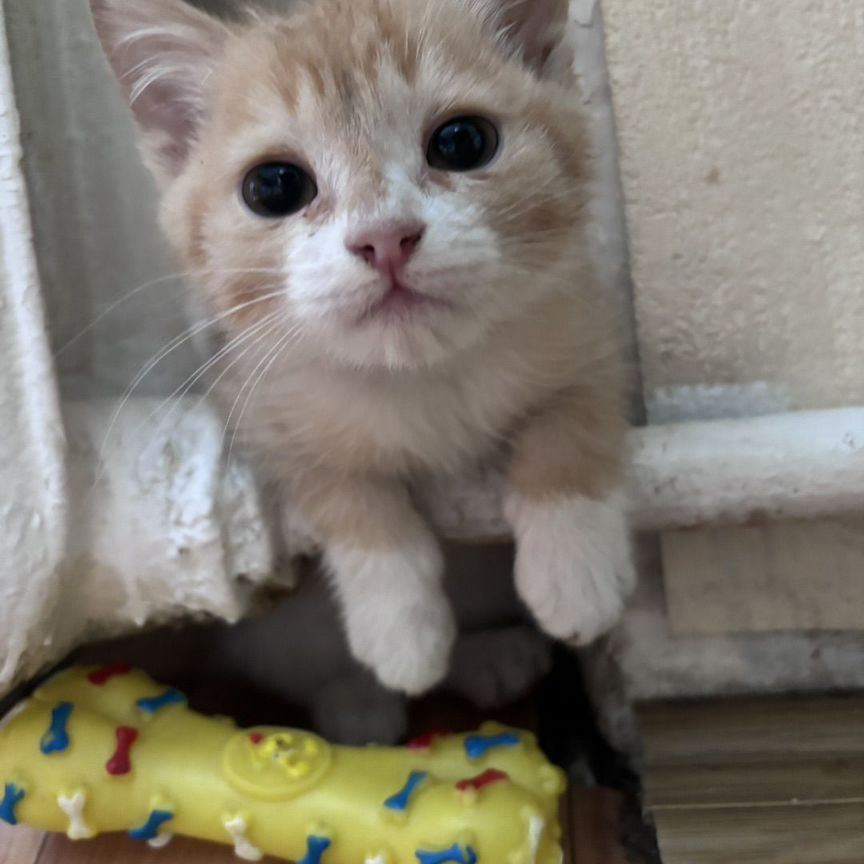 Рыжий котенок в добрые руки