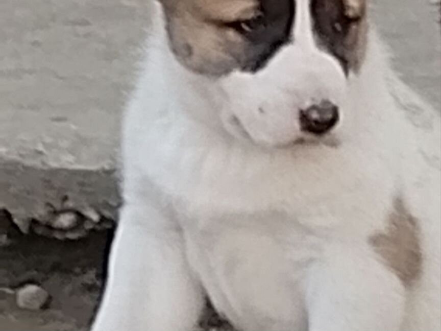 Среднеазиатская овчарка