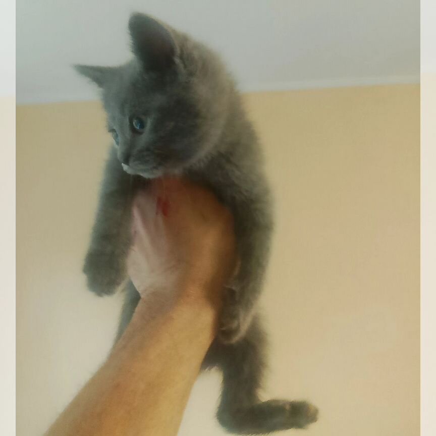 Котята