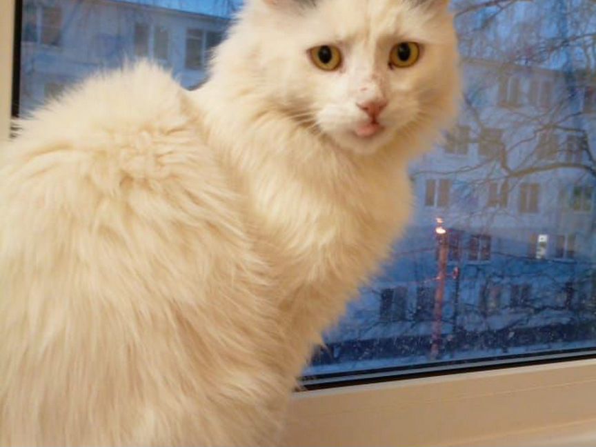 Беляш ищет дом