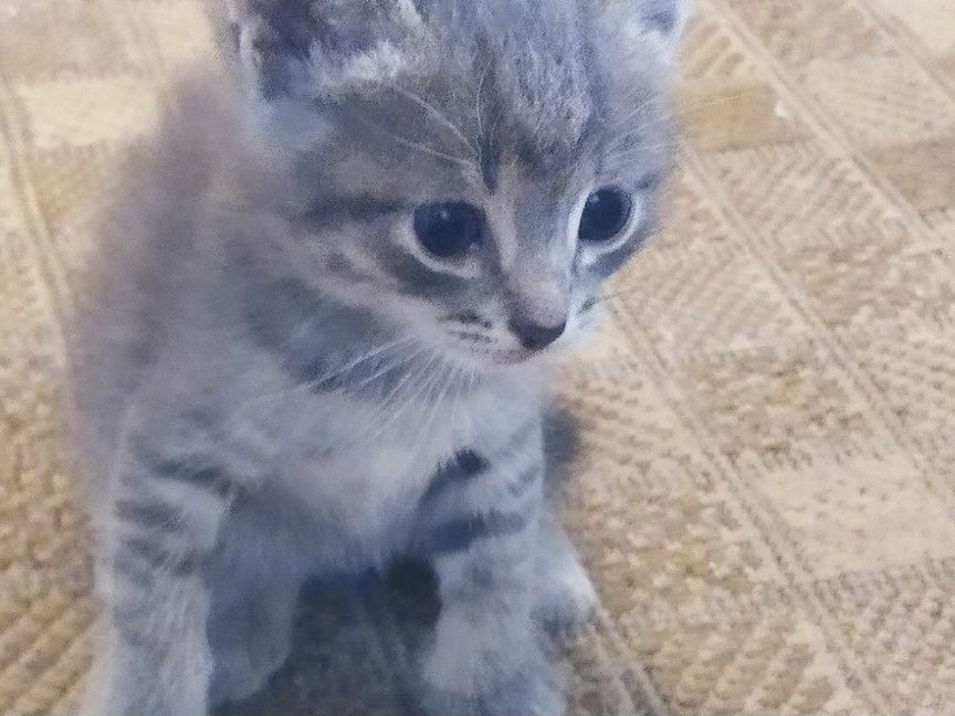 Котята в добрые руки бесплатно