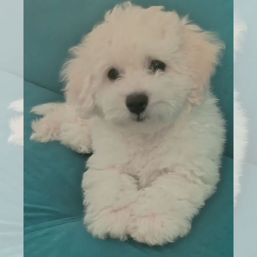 Бишон фризе, щенок