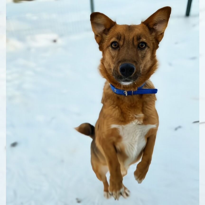 Взрослая собака в добрые руки