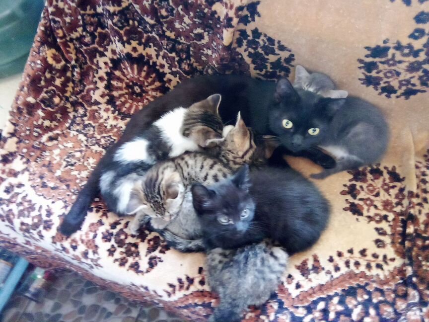 Кошка в дар бесплатно