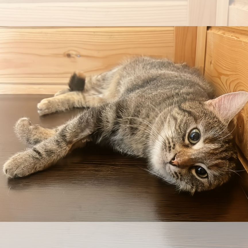 Котёнок в добрые руки