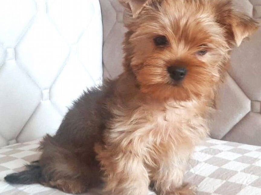 Йоркширский терьер щенки