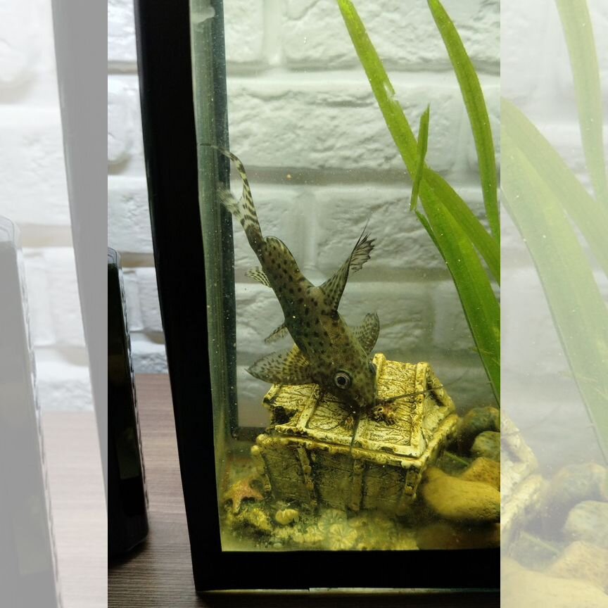 Сом перевертыш