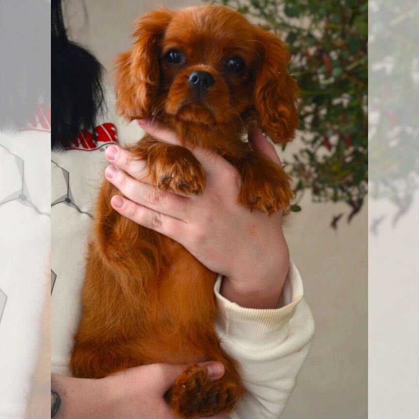 Кавалер Кинг Чарльз Спаниель рубиновая девочка