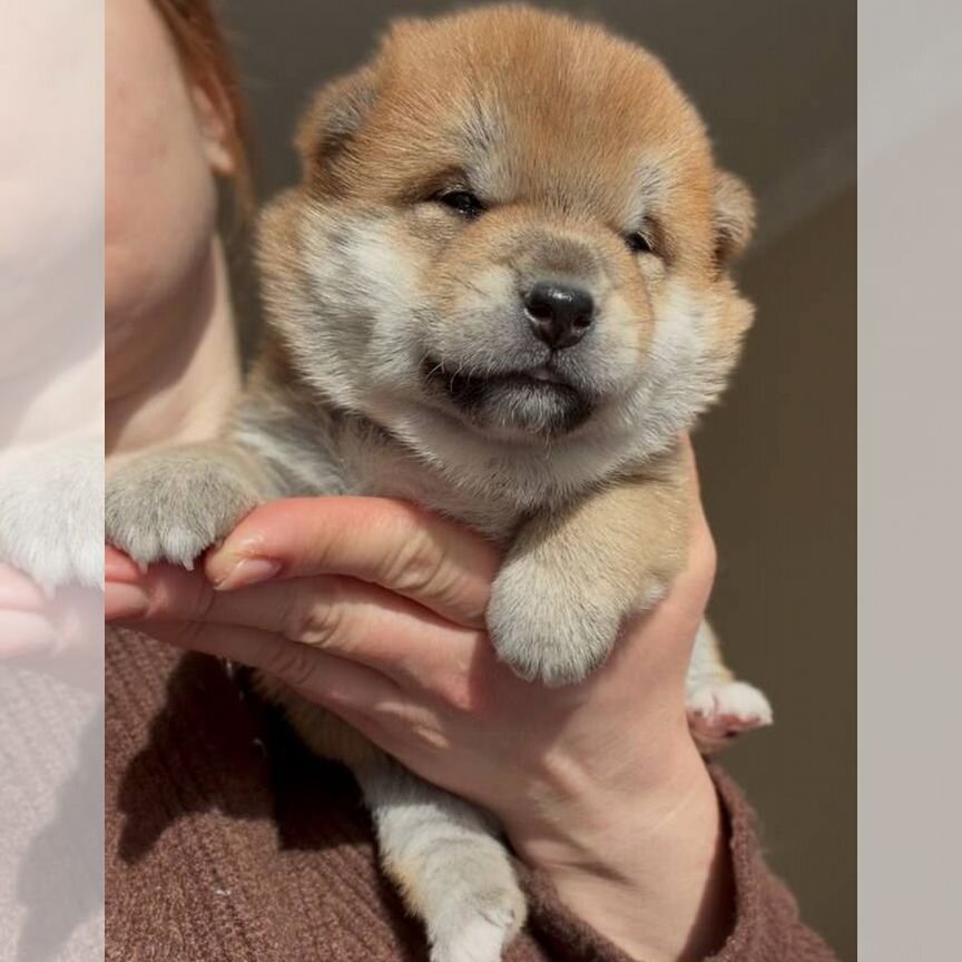 Сиба-ину, щенок