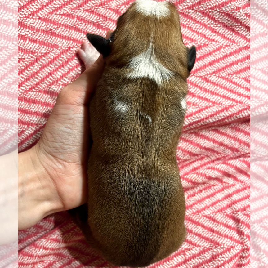 Среднеазиатская овчарка, щенок