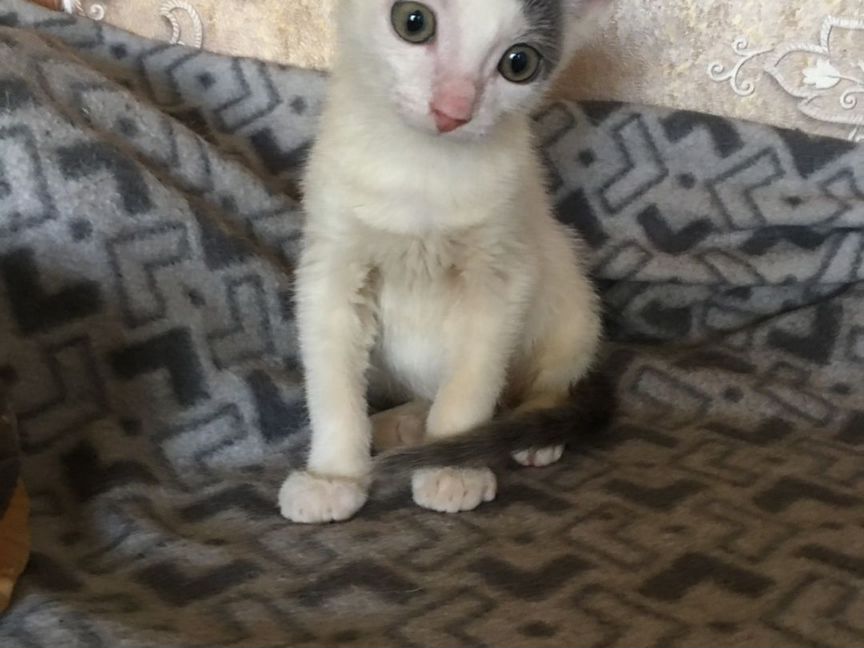 Кошка в дар бесплатно