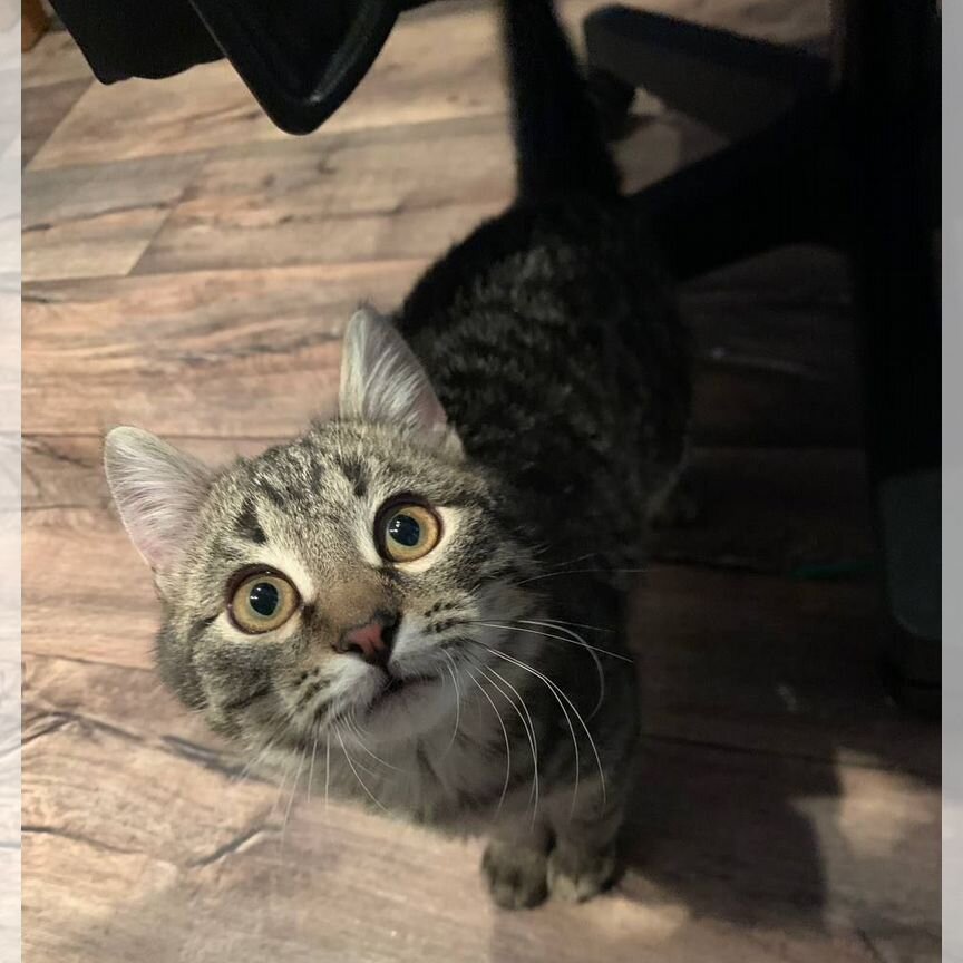 Котик в добрые руки