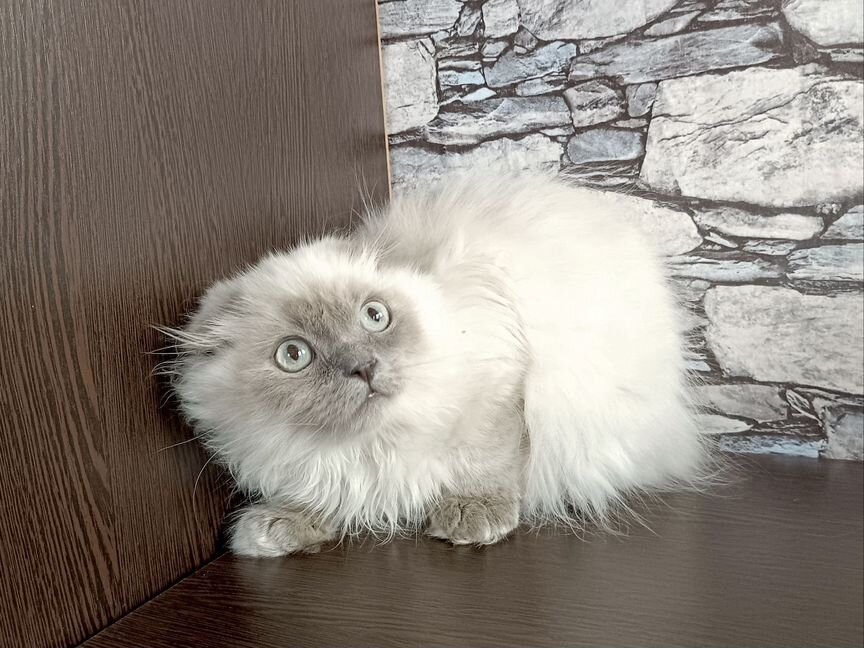 Шотландские вислоухие котята