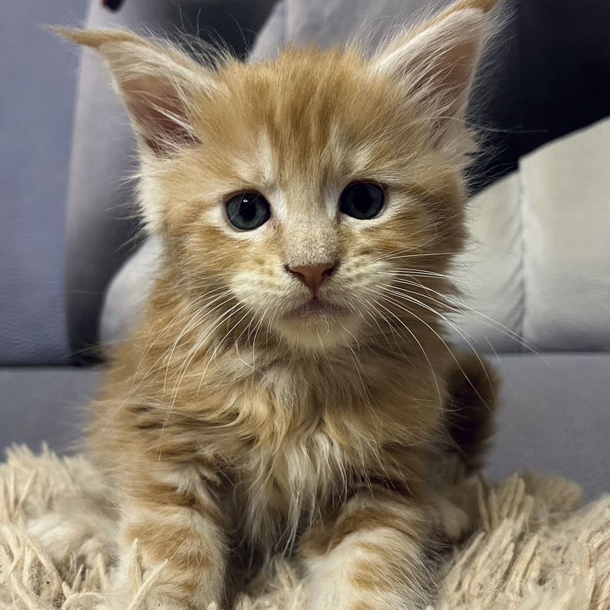 Котята мейн-кун