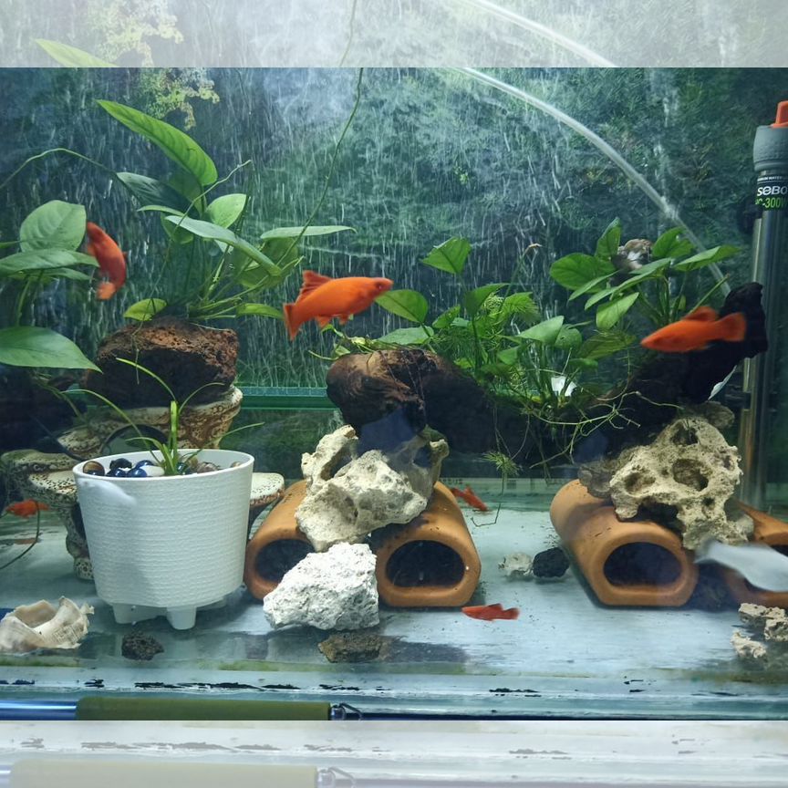 Меченосцы брокколи