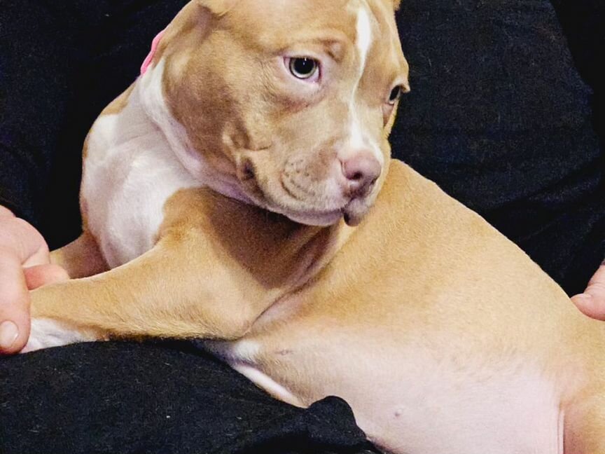 Щенки американского булли