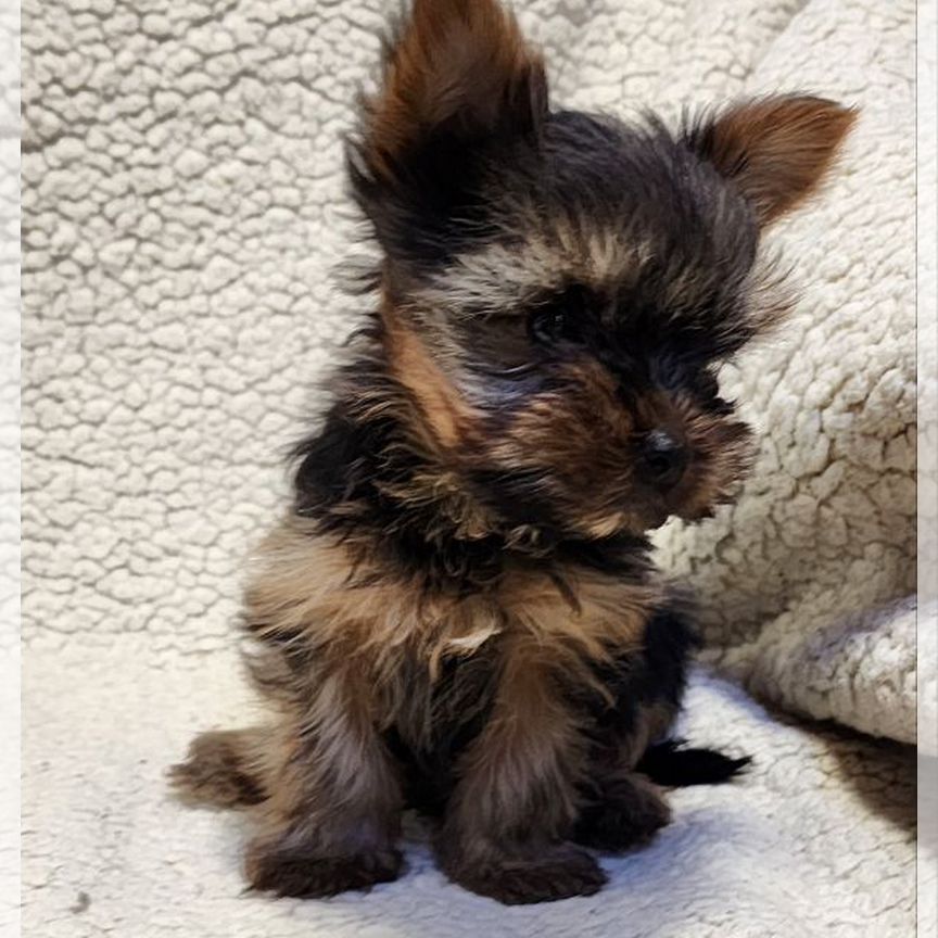 Йоркширский терьер, щенок