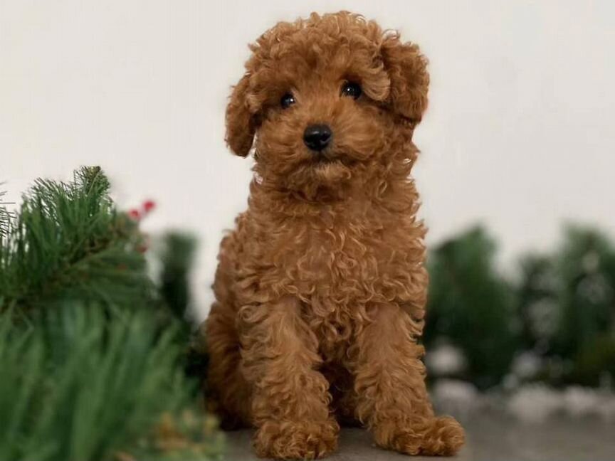 Щенок той пудель 2.5 месяца