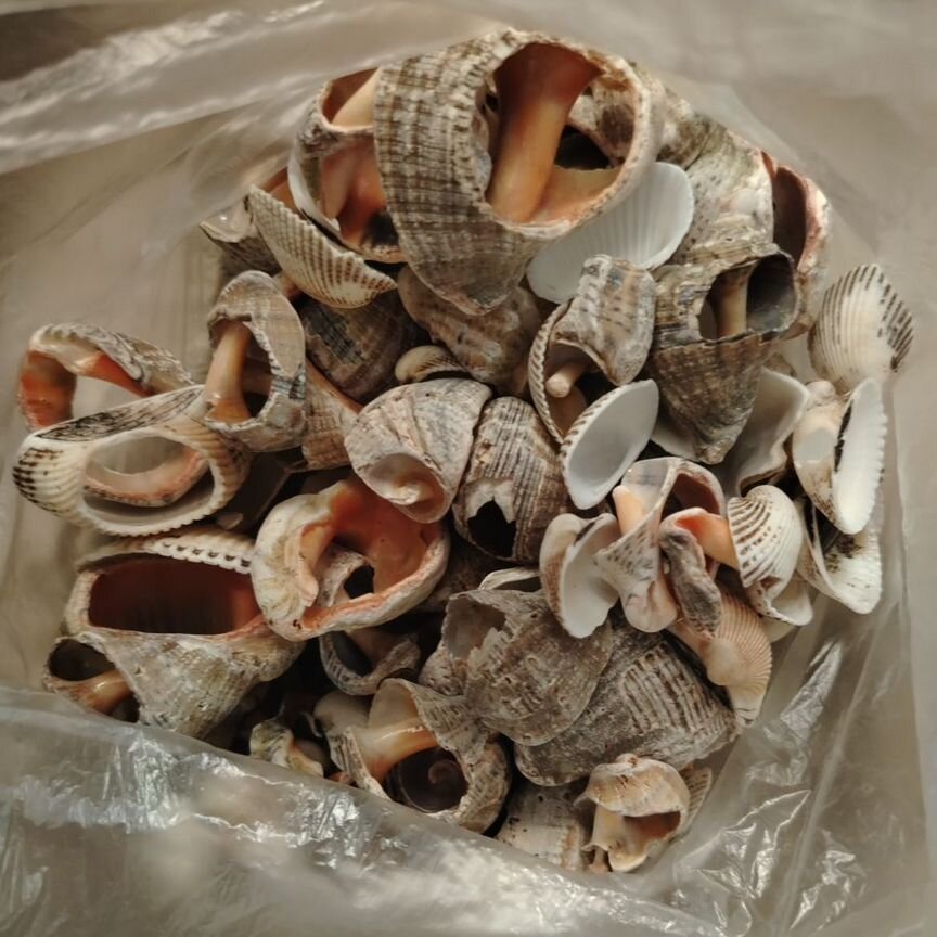 Морские ракушки пакетом