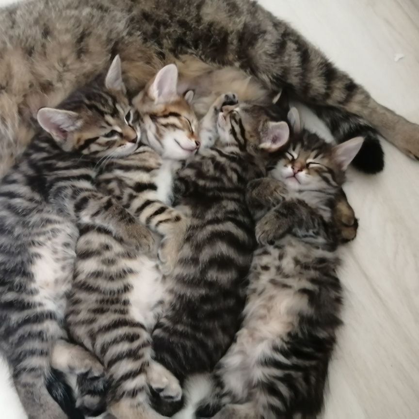 Котята в добрые руки
