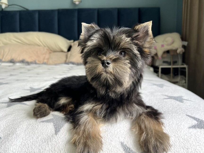 Йоркширский терьер щенки