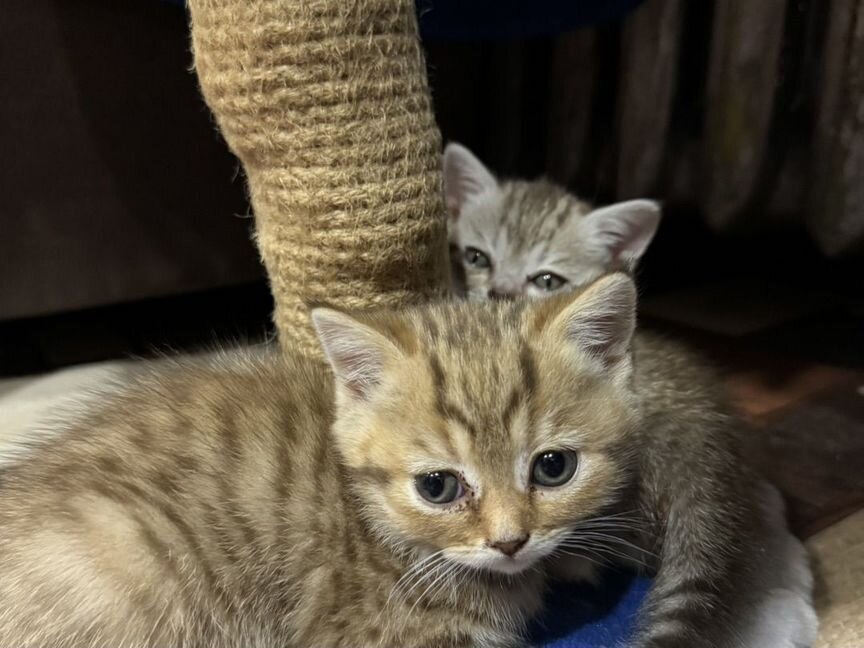 Котята породистые