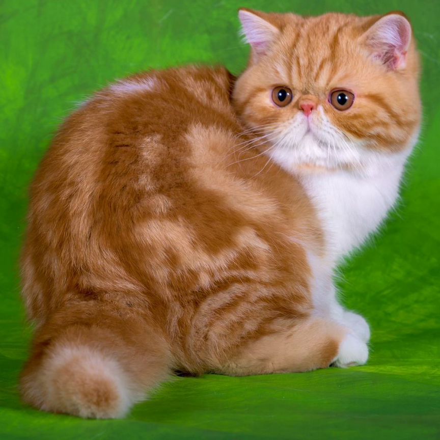 Экзотический короткошёрстный котёнок