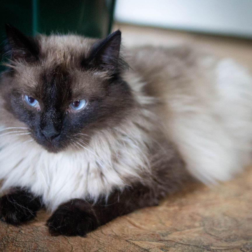 Молоденький котик Елисей