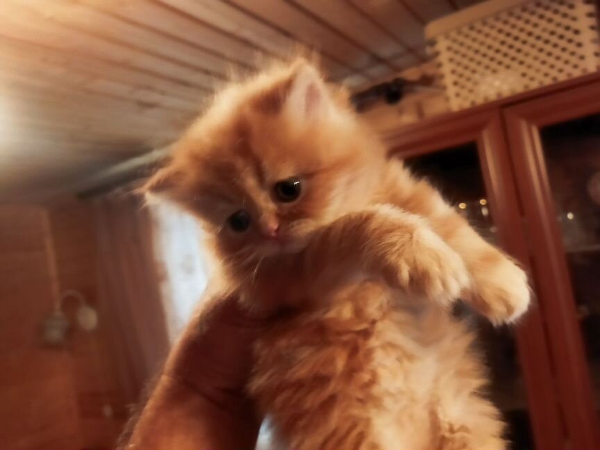 Персидский котёнок