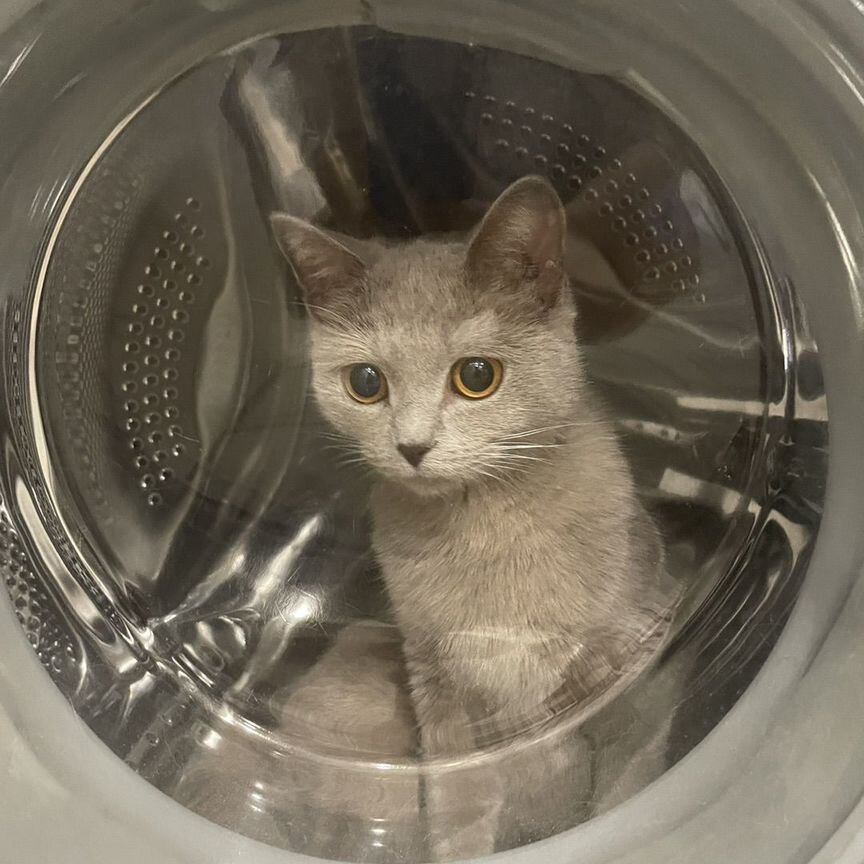 Шотландская прямоухая кошка